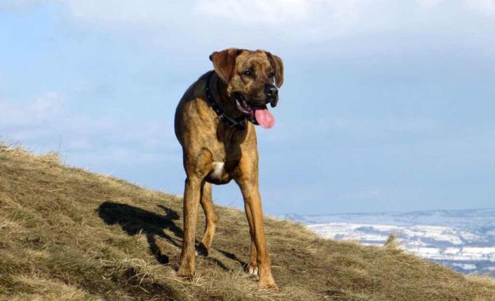 Boxer Lab Mix: A Complete Boxador Dog Breed Information