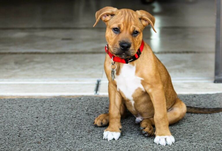 Boxer Lab Mix: A Complete Boxador Dog Breed Information