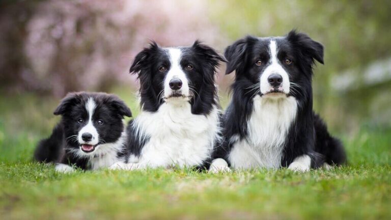 Miniature Border Collie: Is This Mini Border Collie Right for You?