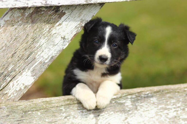 Miniature Border Collie: Is This Mini Border Collie Right for You?
