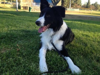 Miniature Border Collie: Is This Mini Border Collie Right for You?