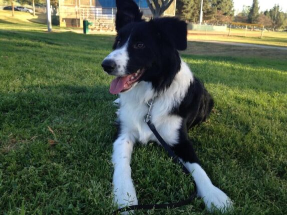 Miniature Border Collie: Is This Mini Border Collie Right for You?