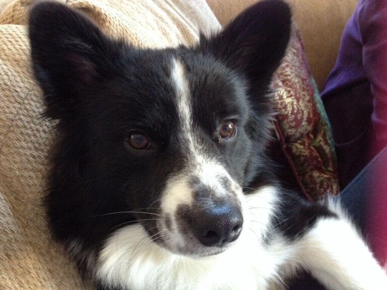 Miniature Border Collie: Is This Mini Border Collie Right for You?