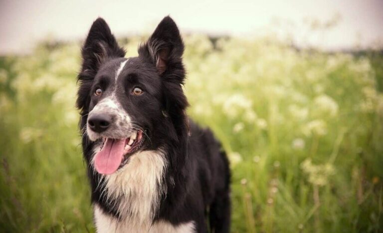 Miniature Border Collie: Is This Mini Border Collie Right for You?