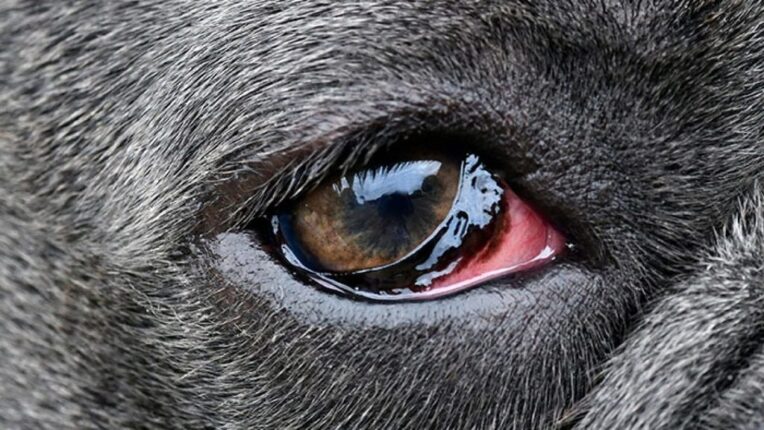An Ultimate Guide on Eye Infection in Dogs | Pets Nurturing
