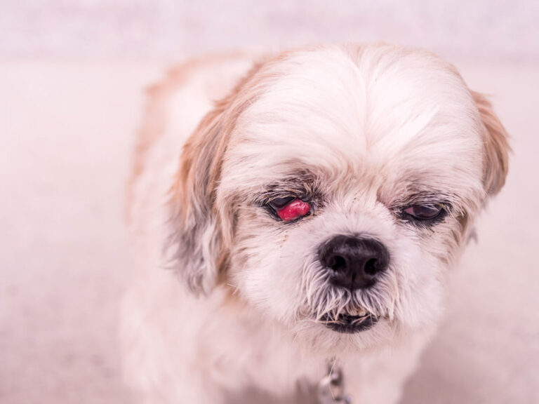An Ultimate Guide on Eye Infection in Dogs | Pets Nurturing