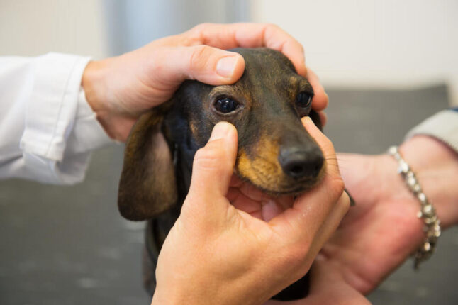 An Ultimate Guide on Eye Infection in Dogs | Pets Nurturing