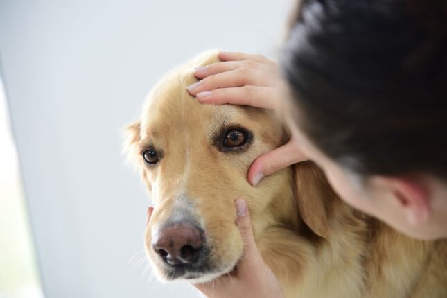 Eye Infection in Dogs – Types, Symptoms, Causes, And Prevention! | Pets ...