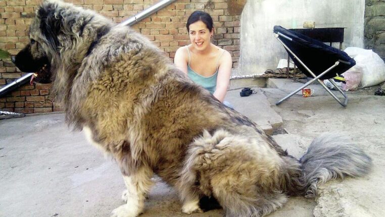Russian Bear Dog: A Detailed Guide of Caucasian Shepherd Dog