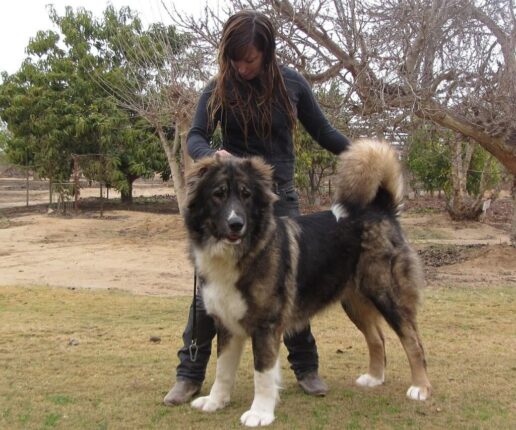 Russian Bear Dog: A Detailed Guide of Caucasian Shepherd Dog