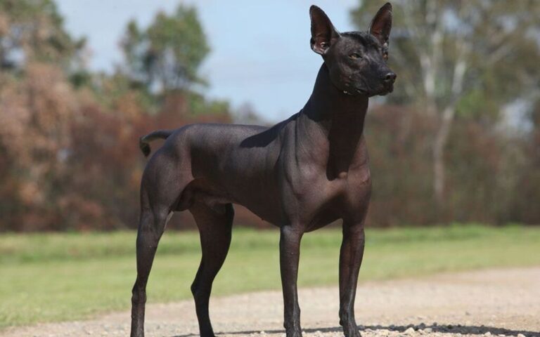 5 Best Hairless Dog Breeds: Complete Guide | Pets Nurturing