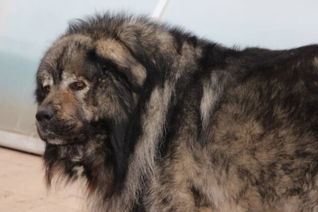 Russian Bear Dog: A Detailed Guide of Caucasian Shepherd Dog