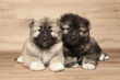 Russian Bear Dog: A Detailed Guide of Caucasian Shepherd Dog