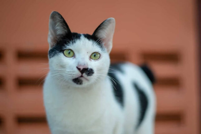 9 Gorgeous Black and White Cat Breeds ( with Pictures)