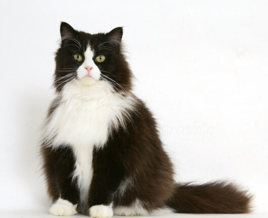 9 Gorgeous Black and White Cat Breeds ( with Pictures)
