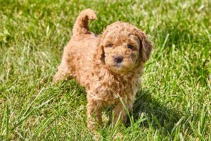Mini Goldendoodle Dog Breed: A Complete Guide to Know