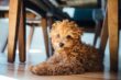Mini Goldendoodle: A Complete Guide to Know | Pets Nurturing