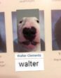 Did Walter The Dog Die or Alive?: Let's Find Out The Truth