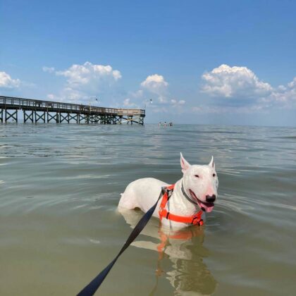 Did Walter The Dog Die or Alive?: Let's Find Out The Truth