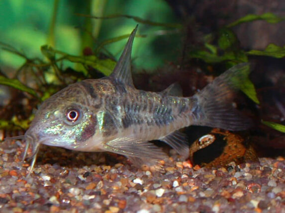 Cory Catfish Species for Your Aquarium Tank | Pets Nurturing