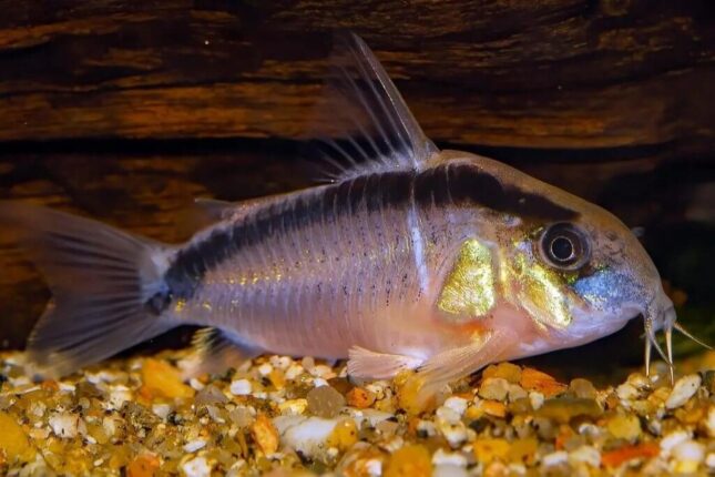 Cory Catfish Species for Your Aquarium Tank | Pets Nurturing