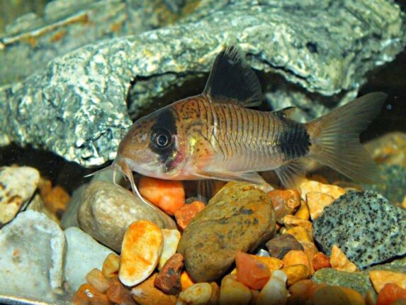 Cory Catfish Species for Your Aquarium Tank | Pets Nurturing