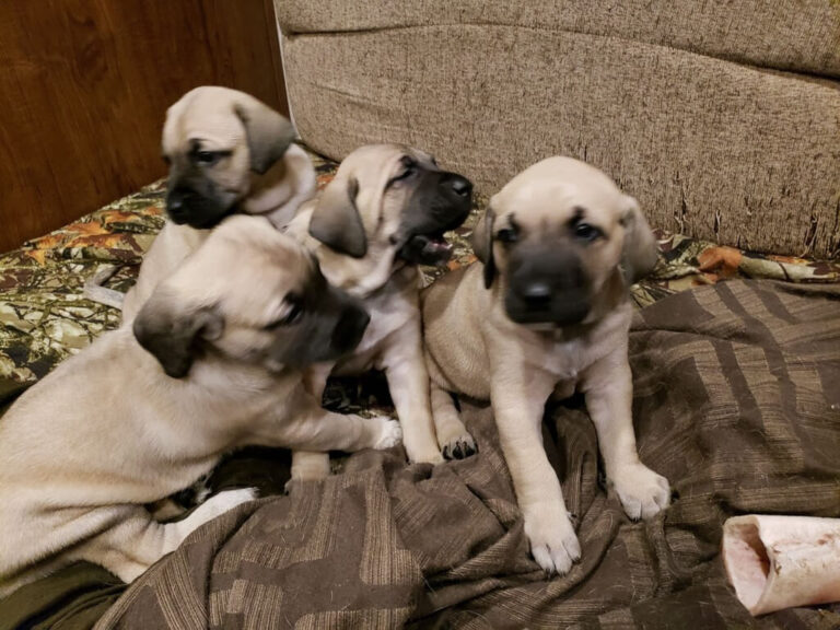 Black Mouth Cur Dog Breed Information and Pictures