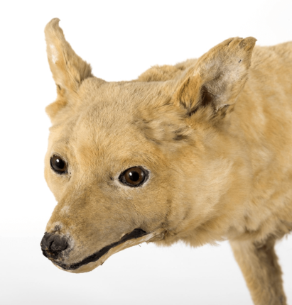 Extinct Dog Breeds You Never Knew Existed | Pets Nurturing