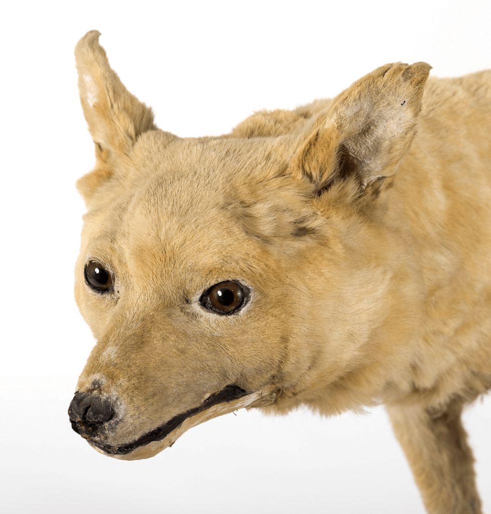 Extinct Dog Breeds You Never Knew Existed | Pets Nurturing