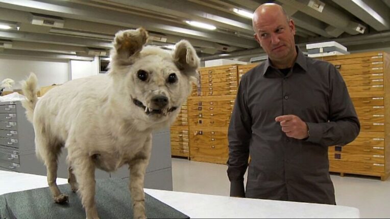 Extinct Dog Breeds You Never Knew Existed | Pets Nurturing