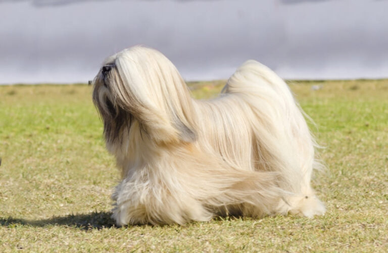 8. Lhasa Apso