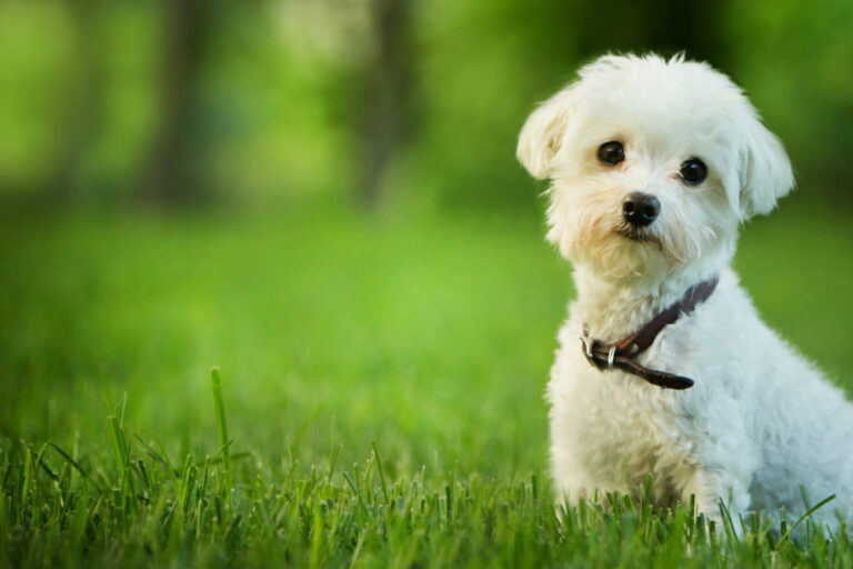 The Maltese is one of the healthiest longest living dog breeds in the ...