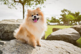 Pomeranians dog are friendly yet sometimes assertive. They are highly ...