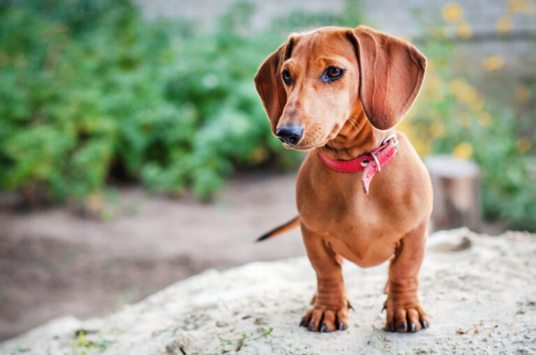 It’s not unusual to find dachshunds that are older than 15 years. Long ...