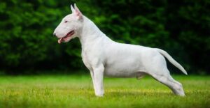 11 Types of Pitbulls Dog Breeds with Complete Guide