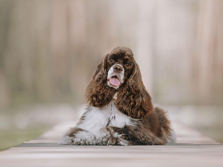 12 Types of Spaniel Breeds: Which One Is Best for You