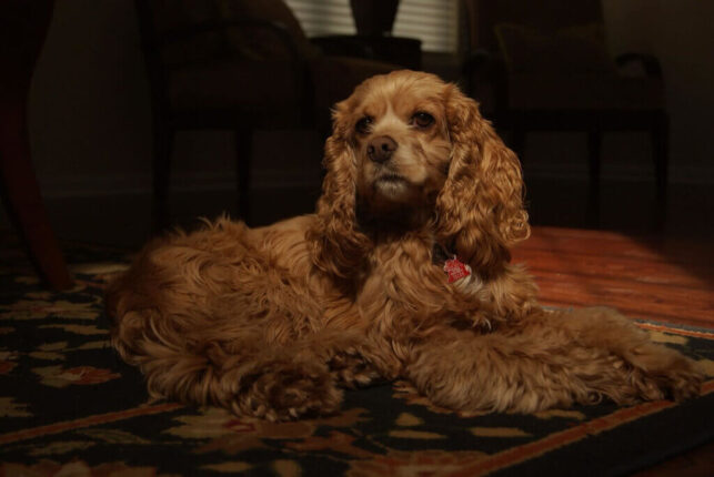 12 Types of Spaniel Breeds: Which One Is Best for You