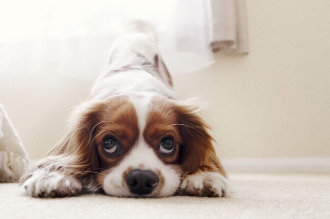 12 Types of Spaniel Breeds: Which One Is Best for You