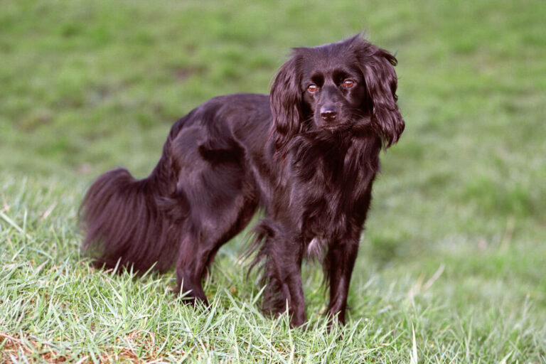 12 Types of Spaniel Breeds: Which One Is Best for You