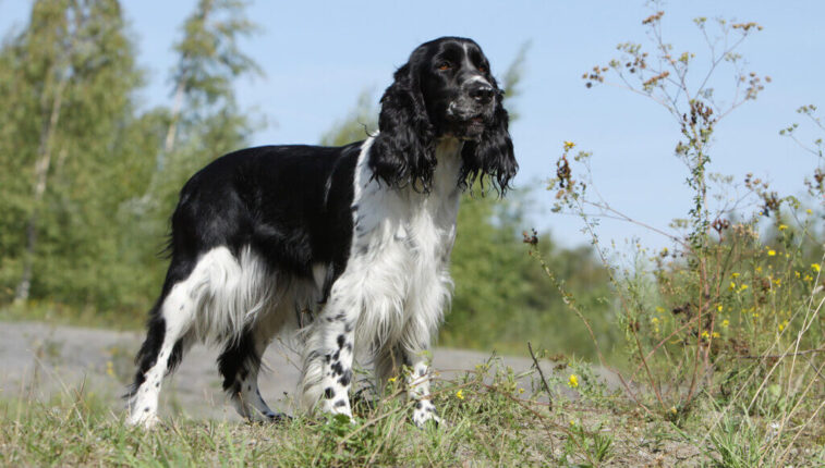 12 Types of Spaniel Breeds: Which One Is Best for You