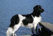 Types of Spaniel Breeds: How Many Breeds Are There?