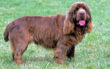 Types of Spaniel Breeds: How Many Breeds Are There?