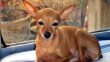 Deer Head Chihuahua: Info, Pictures, Characteristics & Facts
