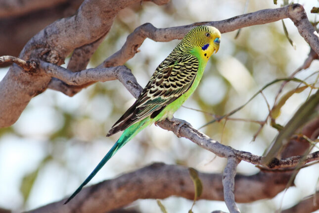 How Long Do Parakeets Live on Average? Parakeet Lifespan