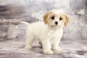 Cavachon Dog Breed: Everything You Need to Know