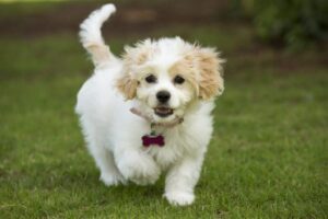 Cavachon Dog Breed: Everything You Need to Know