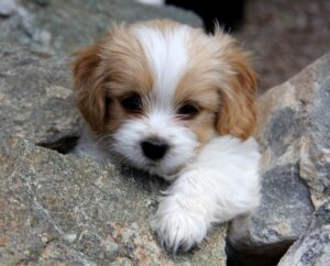 Cavachon Dog Breed: Everything You Need to Know
