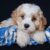 Cavachon Dog Breed: Everything You Need to Know