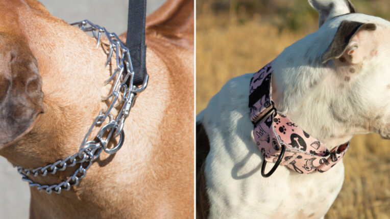 What Is a Martingale Collar for Dogs and How It Is Used?