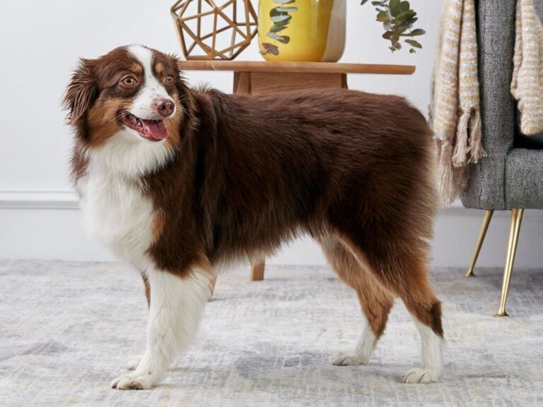 What Are Toy Australian Shepherd Breed? Know Everything Here